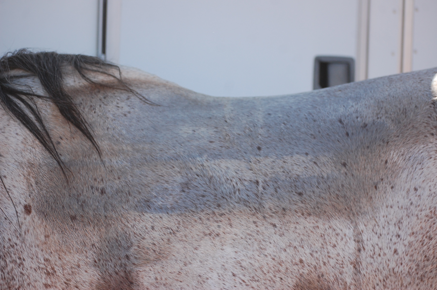 Contender ThinLine / Back On Track Western Saddle Pad Review – Numenor ...